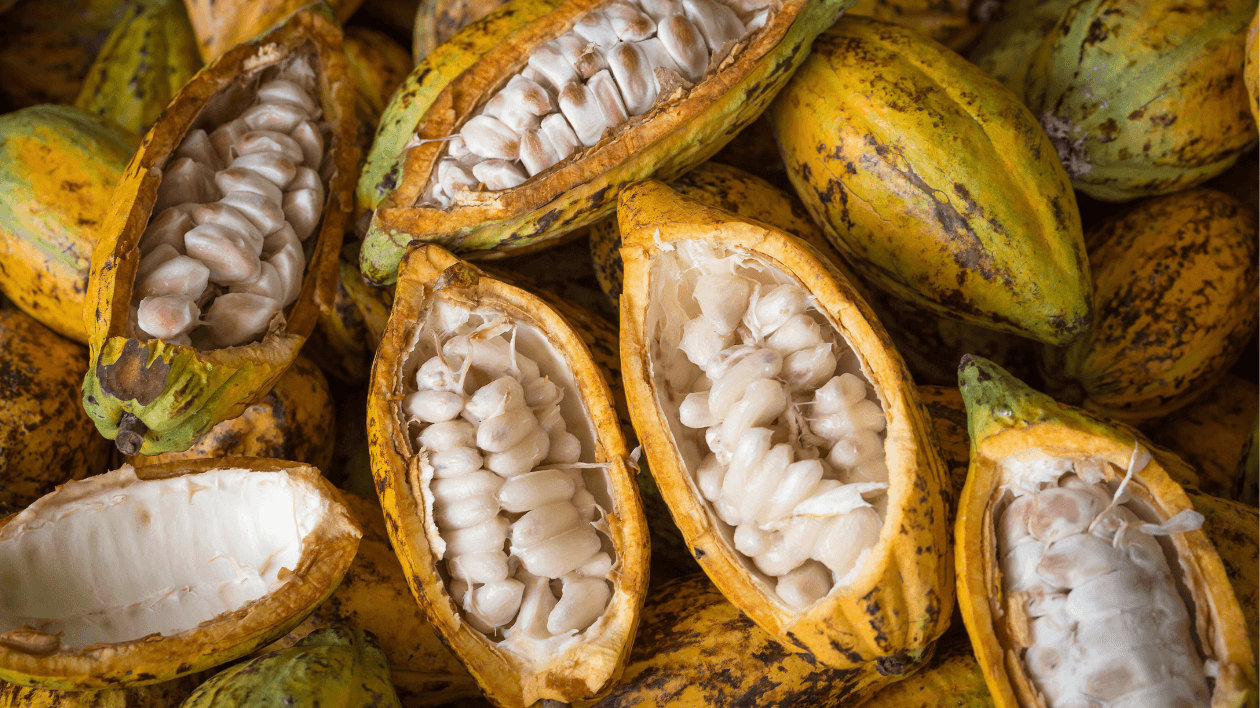 Découvrez l'univers du cacao en Côte d'Ivoire - WAAFRICA